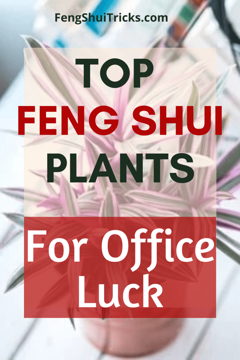 21 Feng Shui Plants For Office & Business Success (2026)