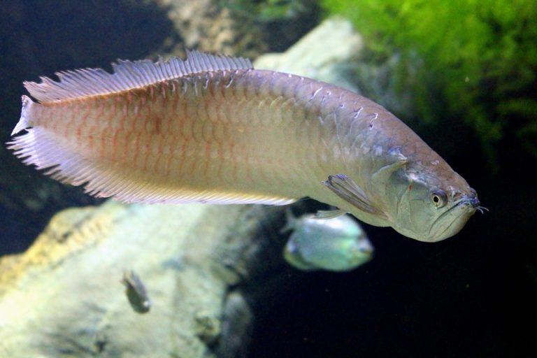 Why Arowana Fish In Feng Shui Lucky: How To Use, Care Tips