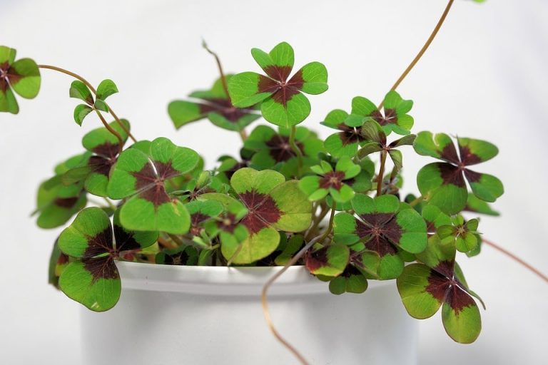 What Is The Four Leaf Clover Spiritual Meaning In Feng Shui?