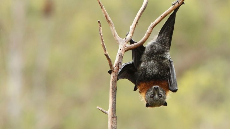 Bat Symbolism Meaning: Bat Statue Benefits, Placement Tips