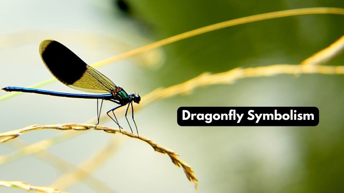 Dragonfly Symbolism In Feng Shui: How To Use And Place It