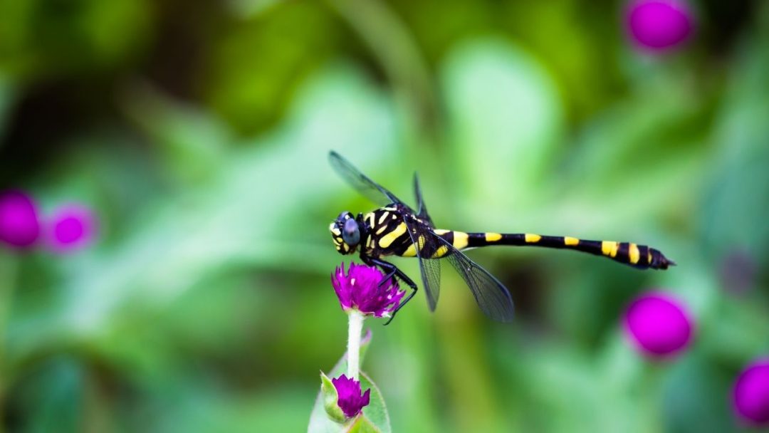 Dragonfly Symbolism In Feng Shui: How To Use And Place It