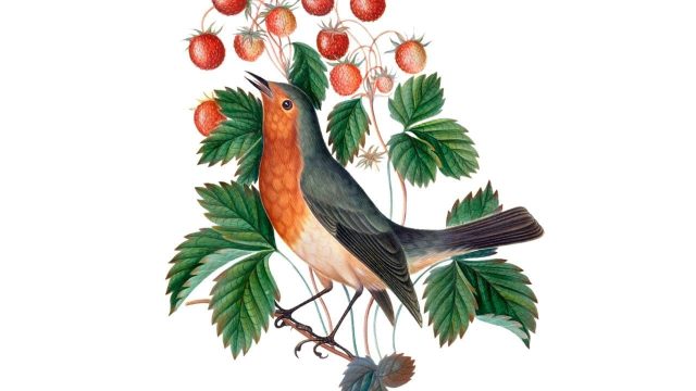 Best 15 Lucky Birds In Feng Shui And Placement Tips