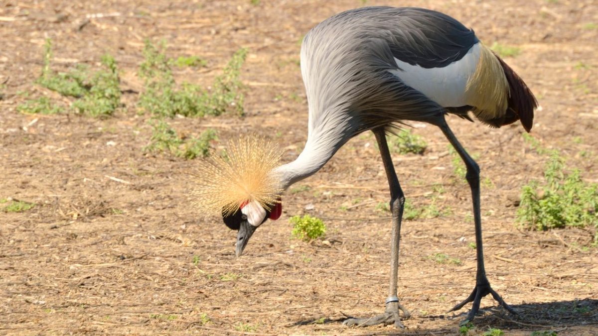 Symbolism Of Crane And Placement In Feng Shui (5 Benefits)