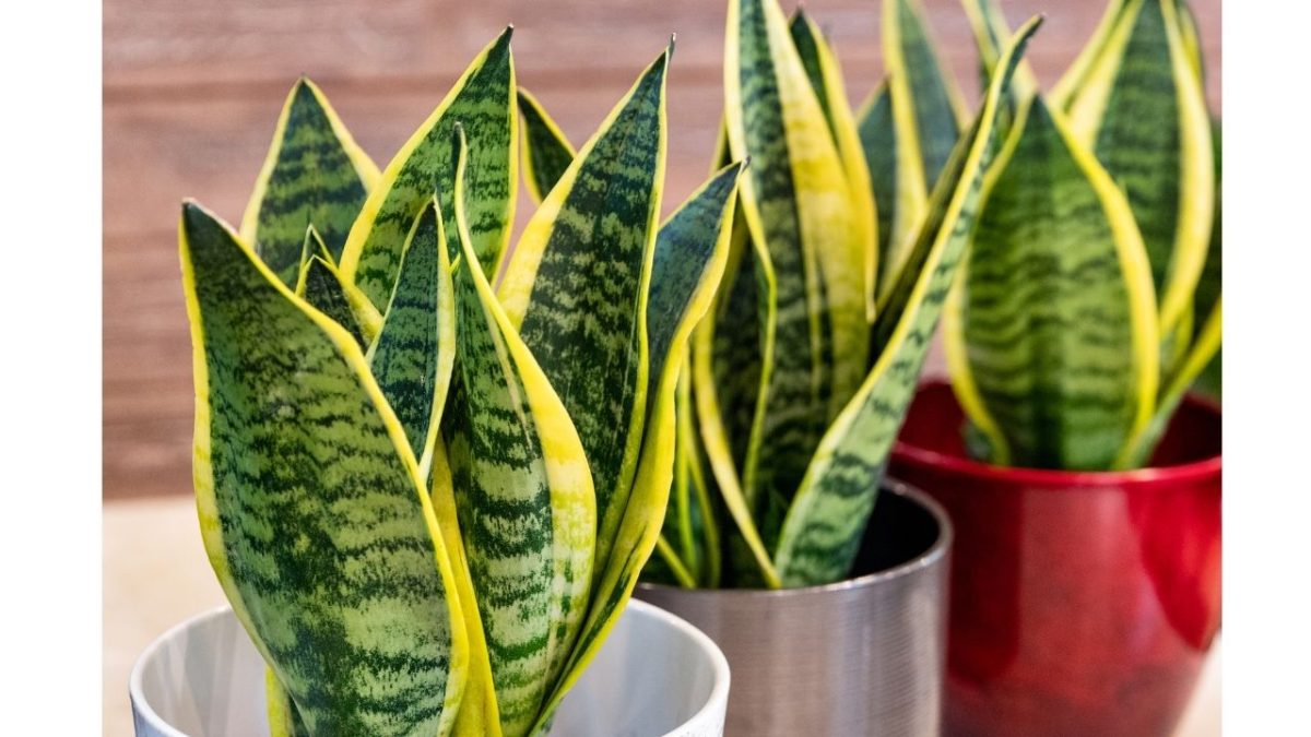 Feng Shui Snake Plant Benefits + Secret Placement Ideas