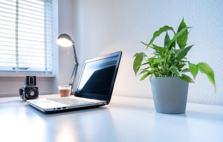 Best Feng Shui Plants For Office [Health, Wealth, And Luck]