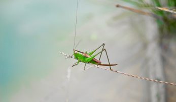 Is It Bad Luck To Kill A Cricket (15 Myth + Facts)