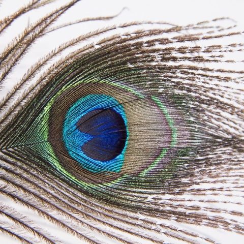 Feng Shui Symbol Of Phoenix Bird: Meaning, Placement Tips