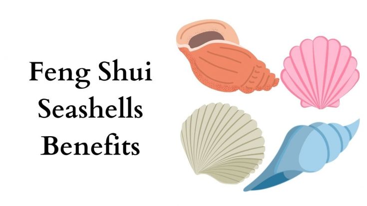 Feng Shui Seashells: Meaning + Placement Tips For Good Luck