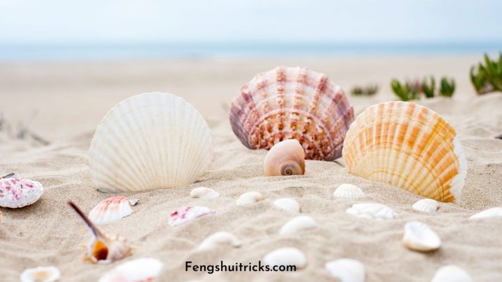 Feng Shui Seashells: Meaning + Placement Tips For Good Luck