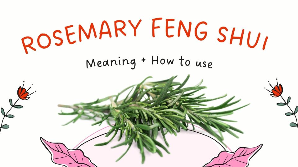 Rosemary Feng Shui: Meaning + 17 Uses For Health, Wealth